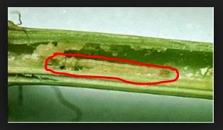 AGRICULTURE AND AGRICULTURAL INFORMATION: Insect Pest Of Rice: Rice ...