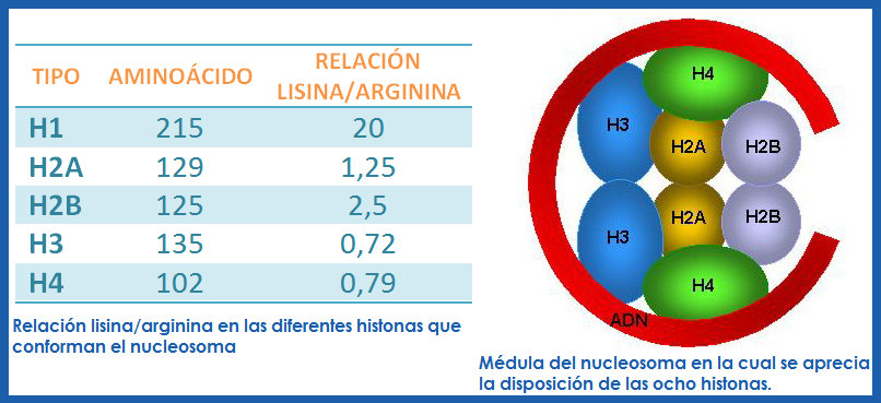 P-41 El centro del nucleosoma está constituido por un octámero de ...