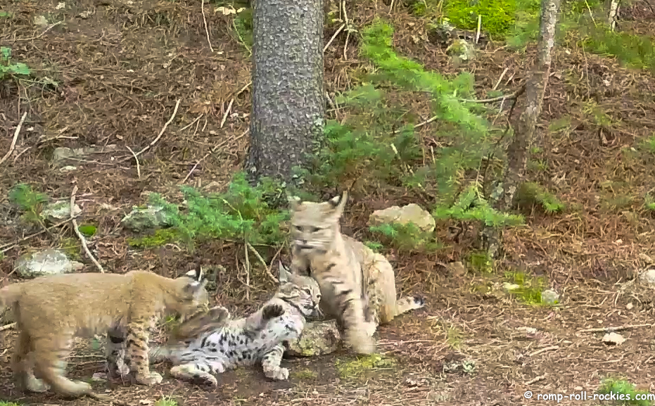 Romping and Rolling in the Rockies: A Bobcat Family Plays
