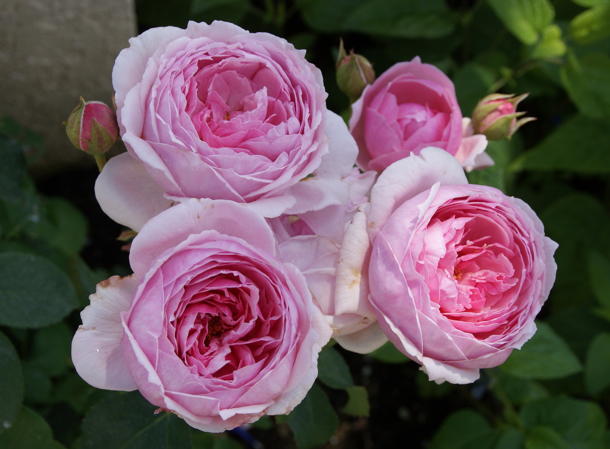 Organic Garden Dreams: July Roses