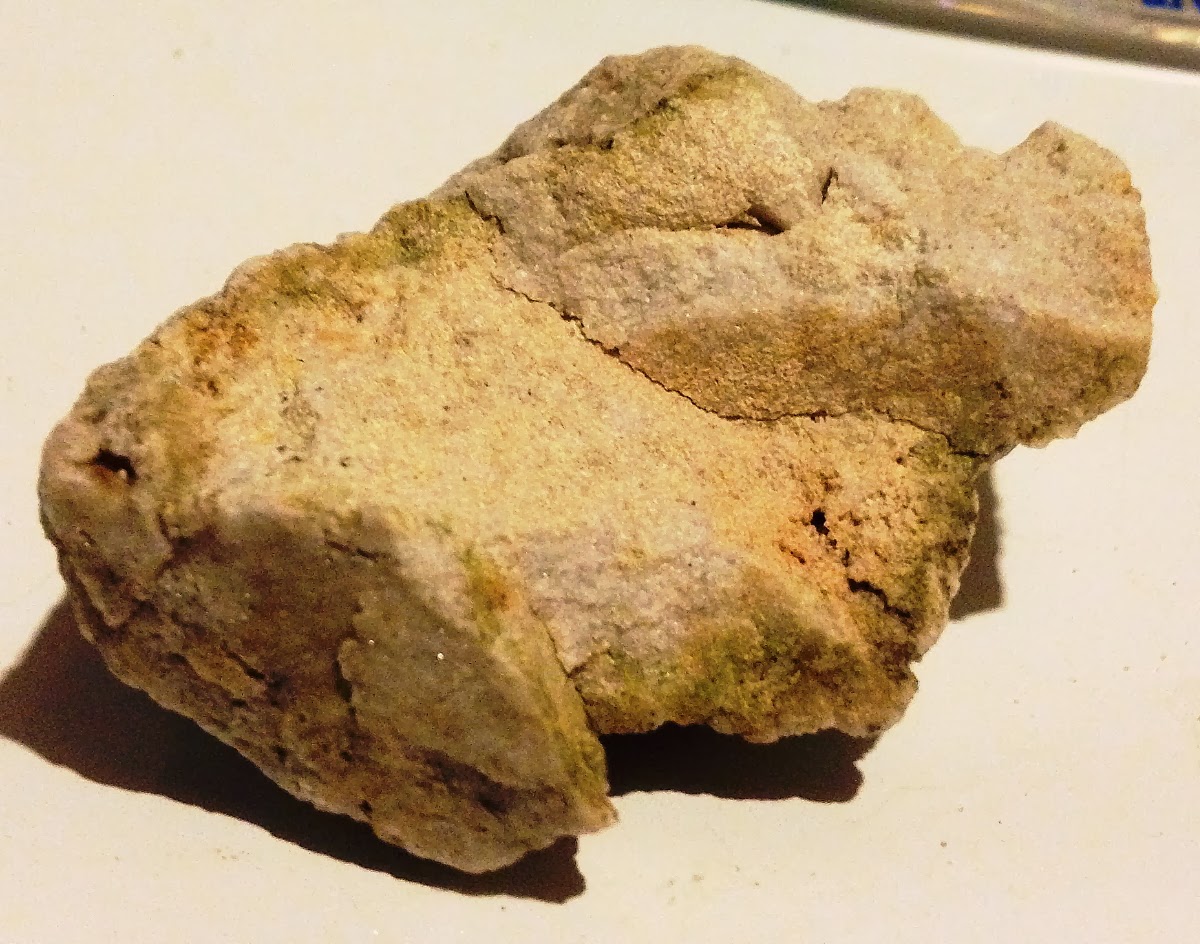 Fossils and Other Living Things: Contamination