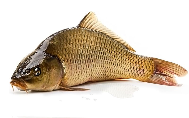 Sazan nedir ne demektir? Sazan Balığı - Laf Sözlük