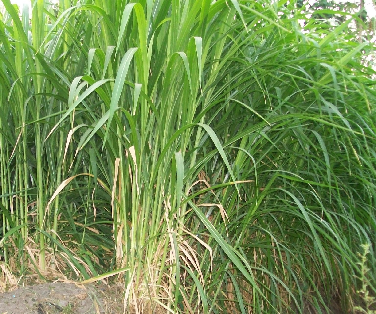 Tanaman Rumput - Perumperindo.co.id