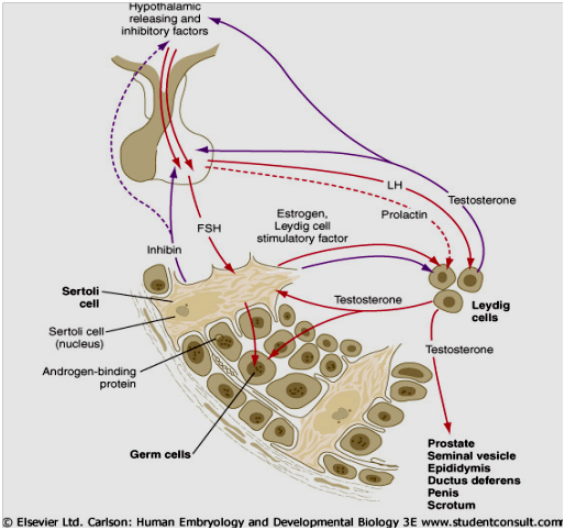 Dr. Bharati's Hub: Testosterone Synthesis and Signalling