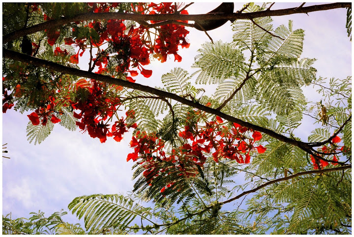 tropicalia: "acácias rubras em flor na cidades de Benguela e Moçâmedes ...