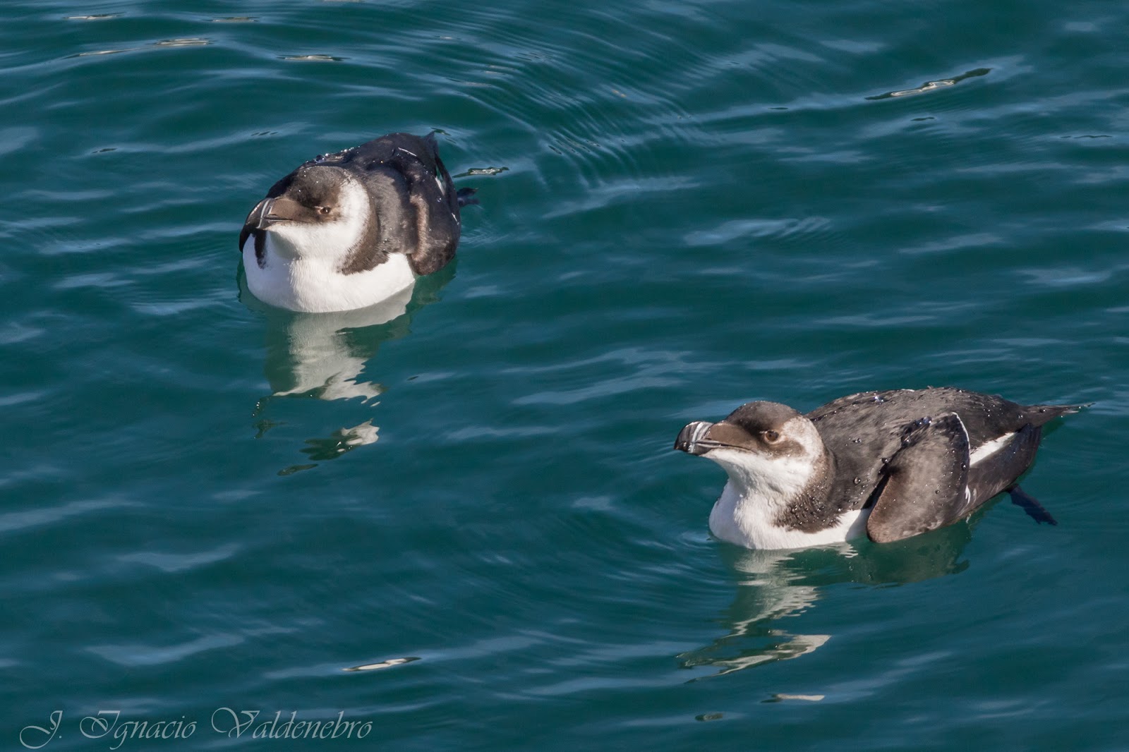 DocNatureBlog: El pingüino europeo. Alca Común (Alca torda). Alca Monxa.