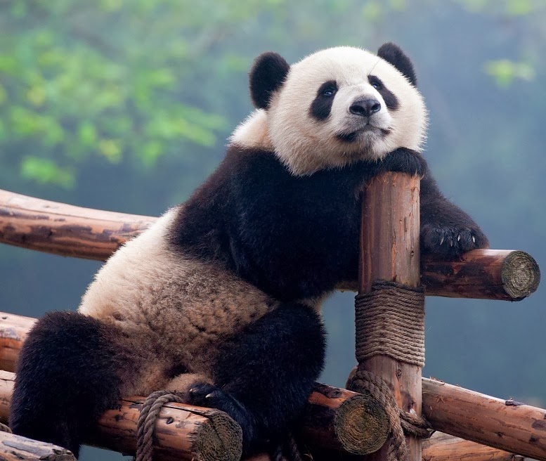 gusnews: Salvar al Panda esta en Chino