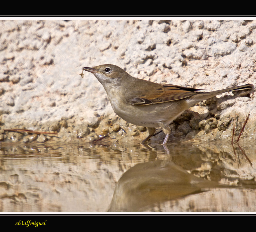 MIS AMIGAS LAS AVES: Curruca zarcera (Sylvia communis)