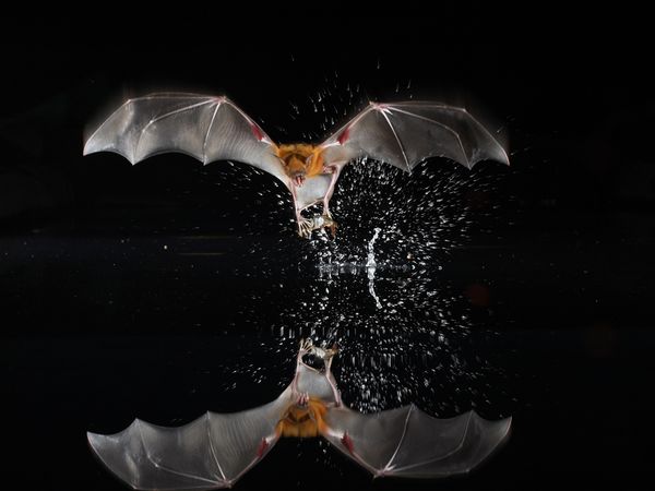 Bulldog Bat | The Most Dangerous Bats | The Wildlife