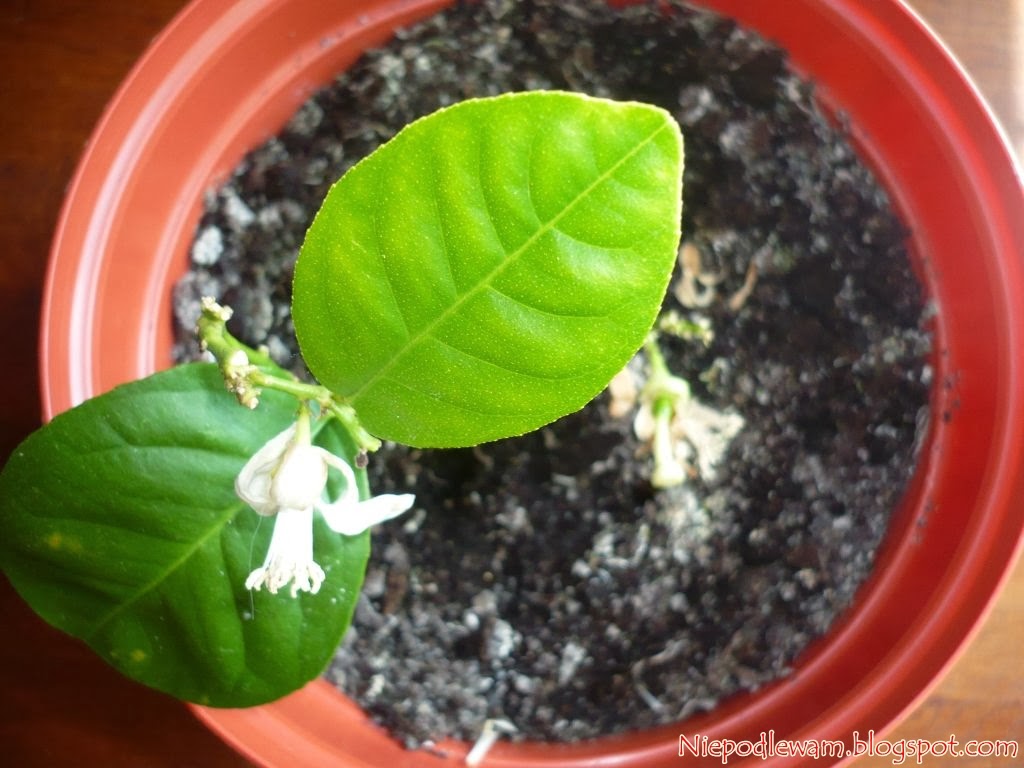 niepodlewam: Rozmnażanie cytryny - aby zakwitła