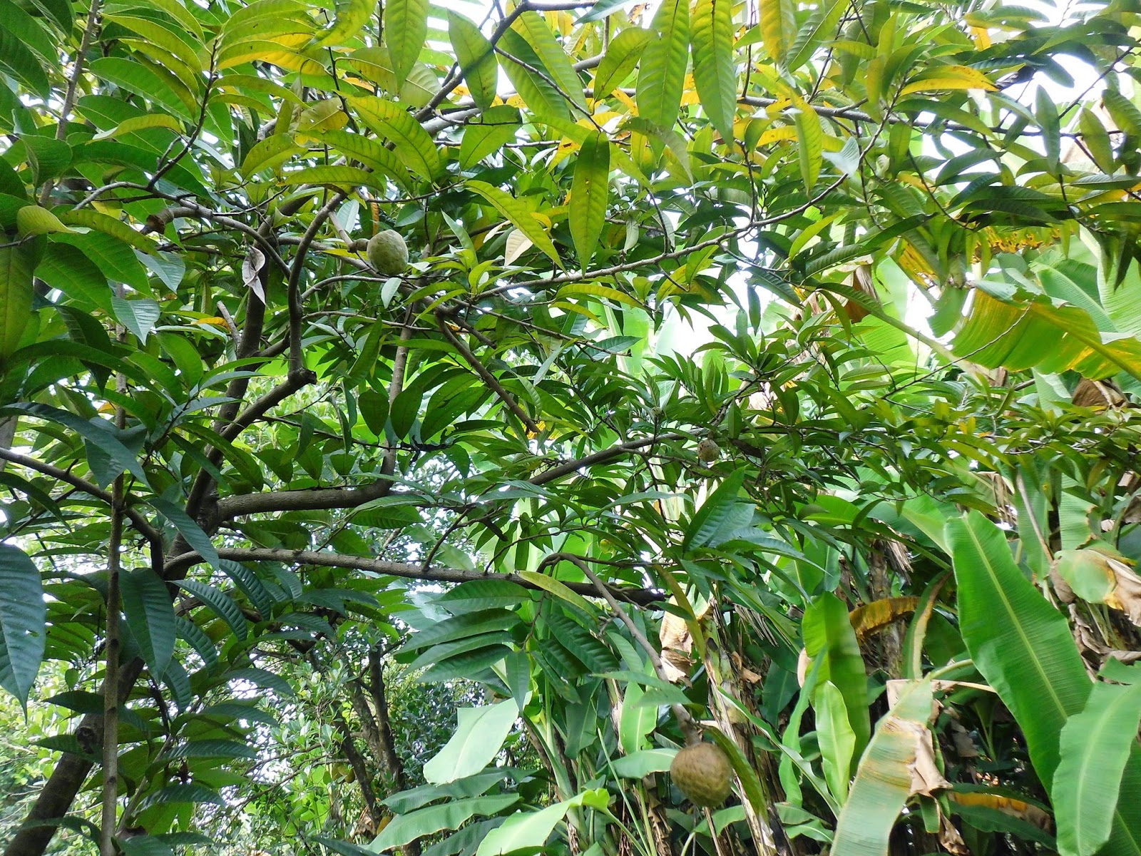 Manoa Fruit ( Annona reticulata L.)