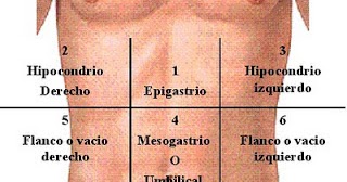 Anatomía: VIDEO: PARTES DEL ABDOMEN