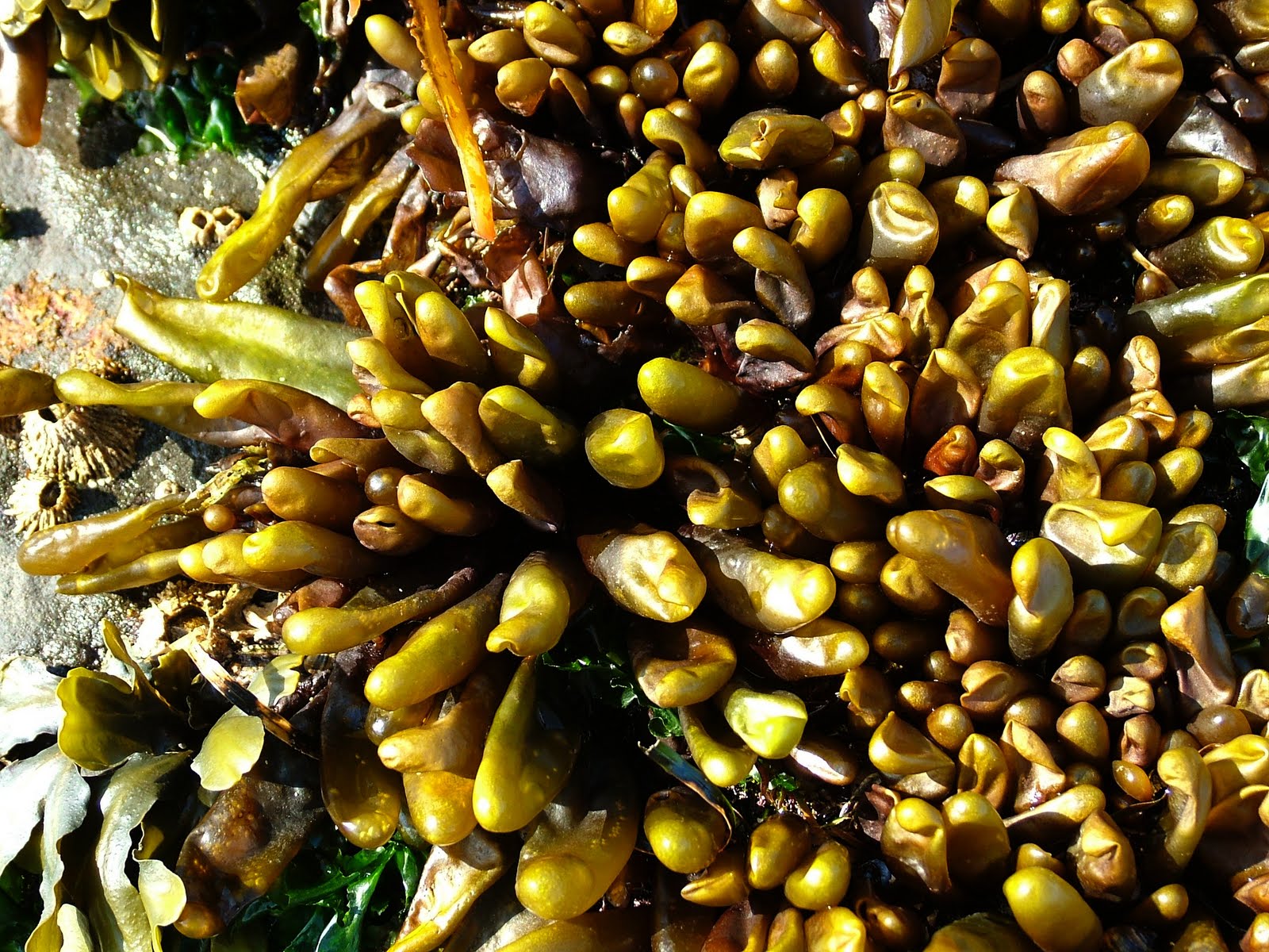 Buzz's Marine Life of Puget Sound: Algae-Seaweed-Sea Grass