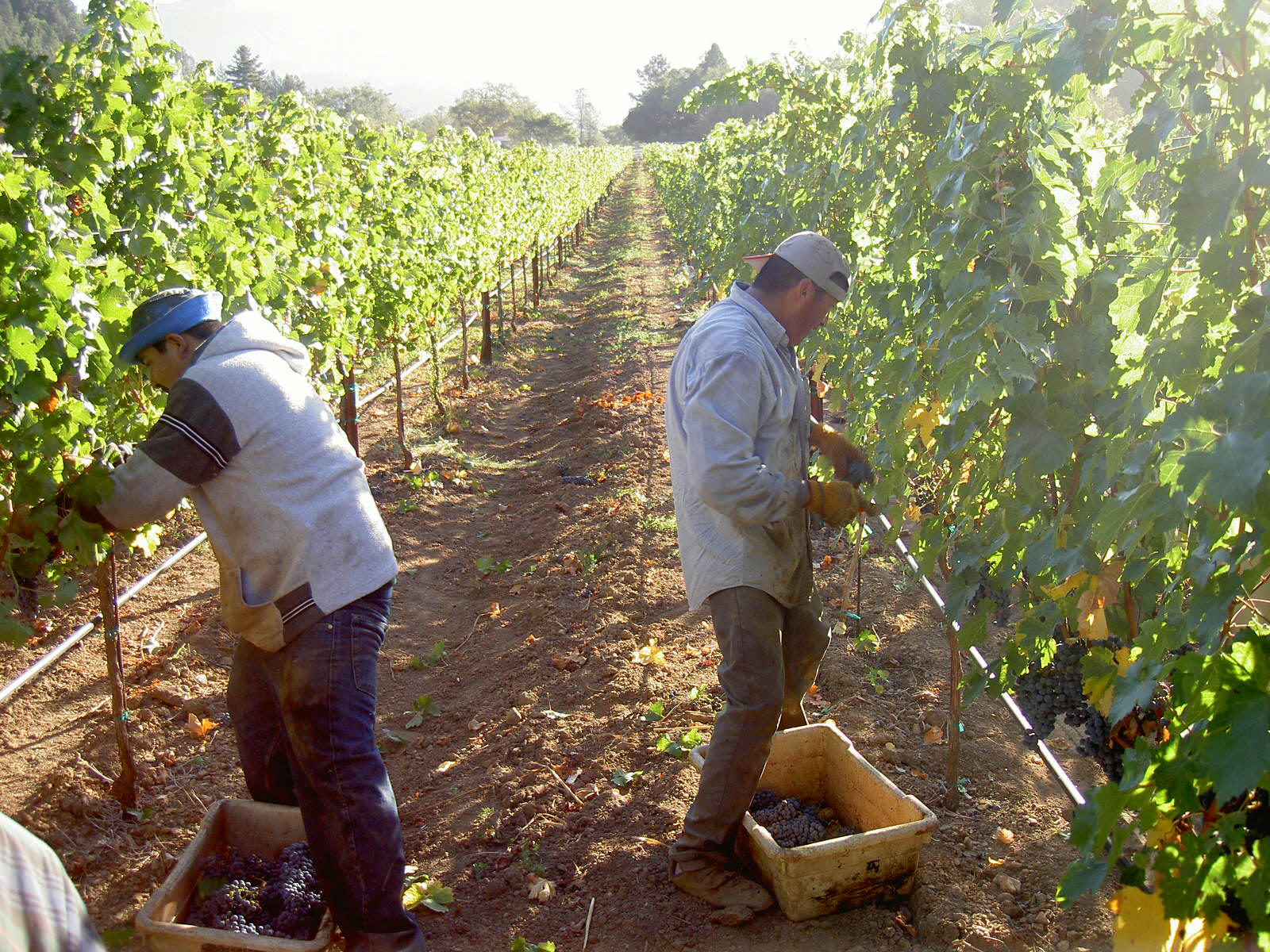 Fratelli Pasini: Cosecha 2011, la peor en una década…… No lo creo!!!