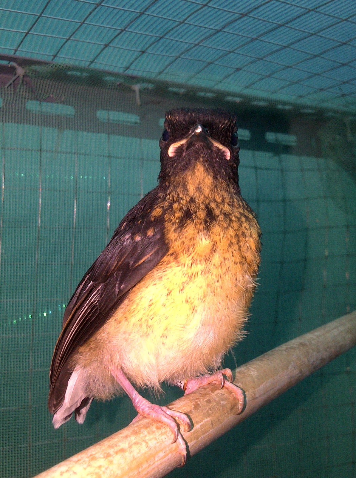 White Rumped Shama Breeding: My Shama Breeding Production (Batch C)