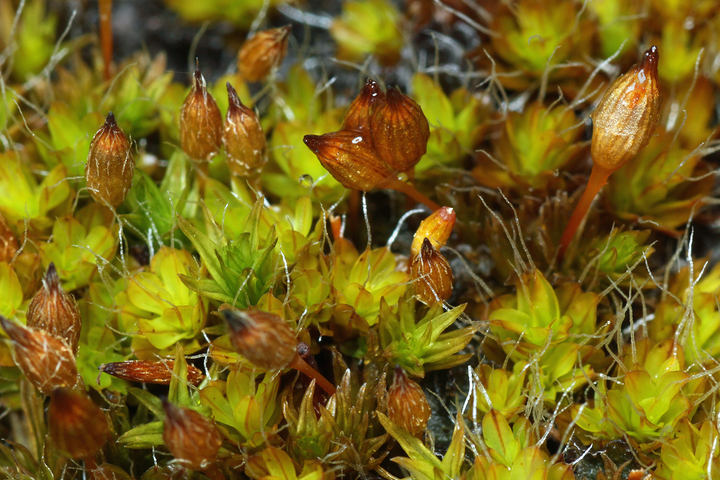 Moonmoths Photo Gallery: Baglan Bay