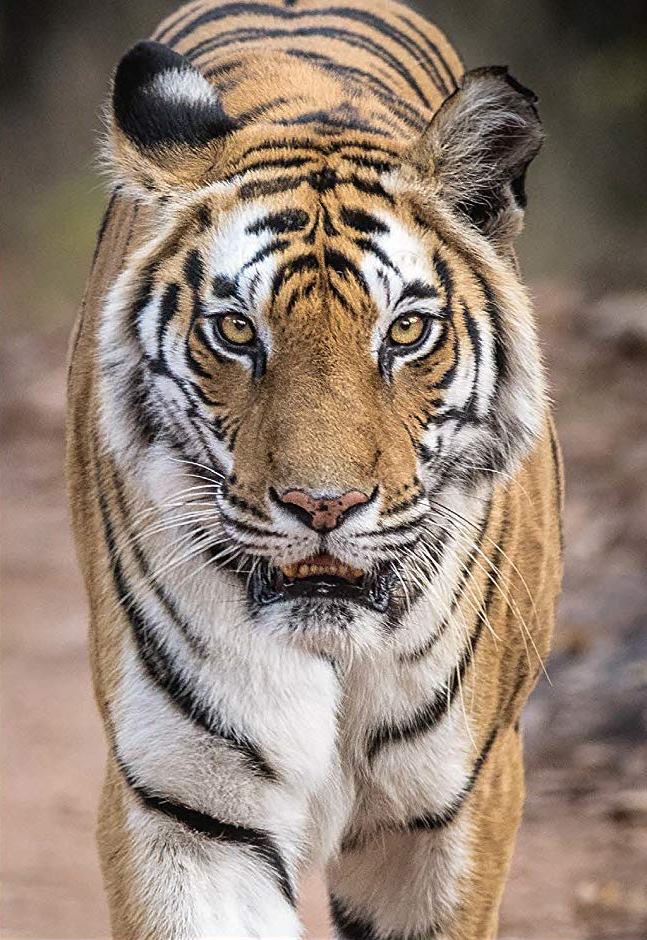 TV with Thinus: TV REVIEW. Dynasties on BBC Earth with Sir David ...