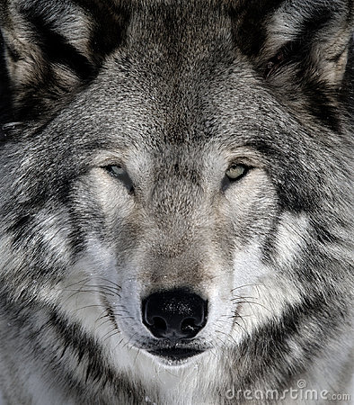 Animais: lobo cinzento