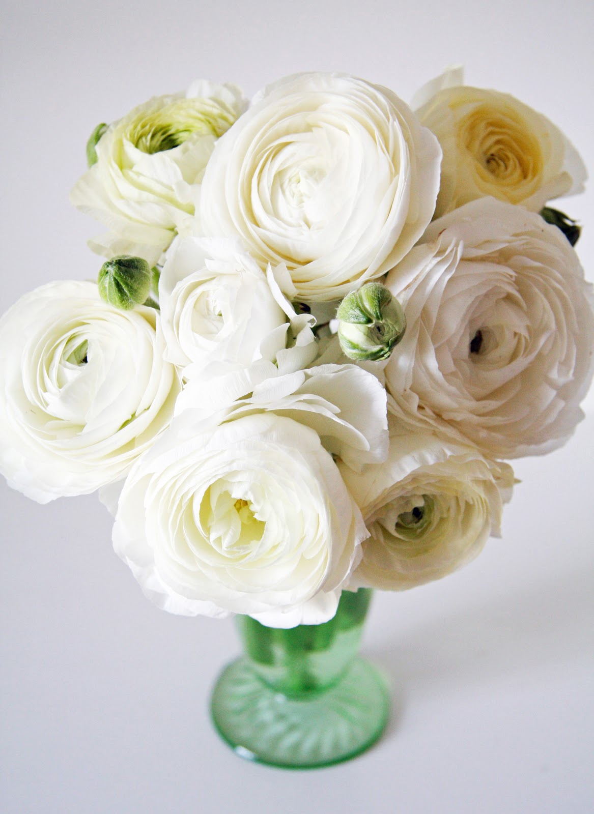 In the Fields : White Ranunculus