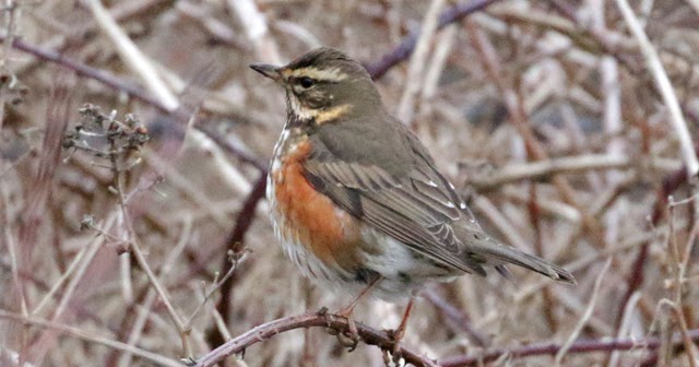 Portland Bird Observatory and Field Centre: 1st February