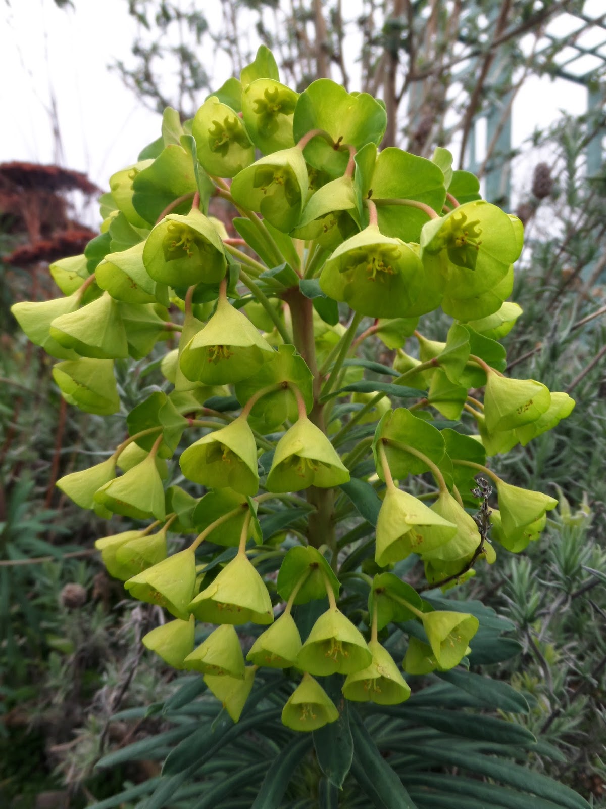 Lymehurst The Llandudno Bed and Breakfast