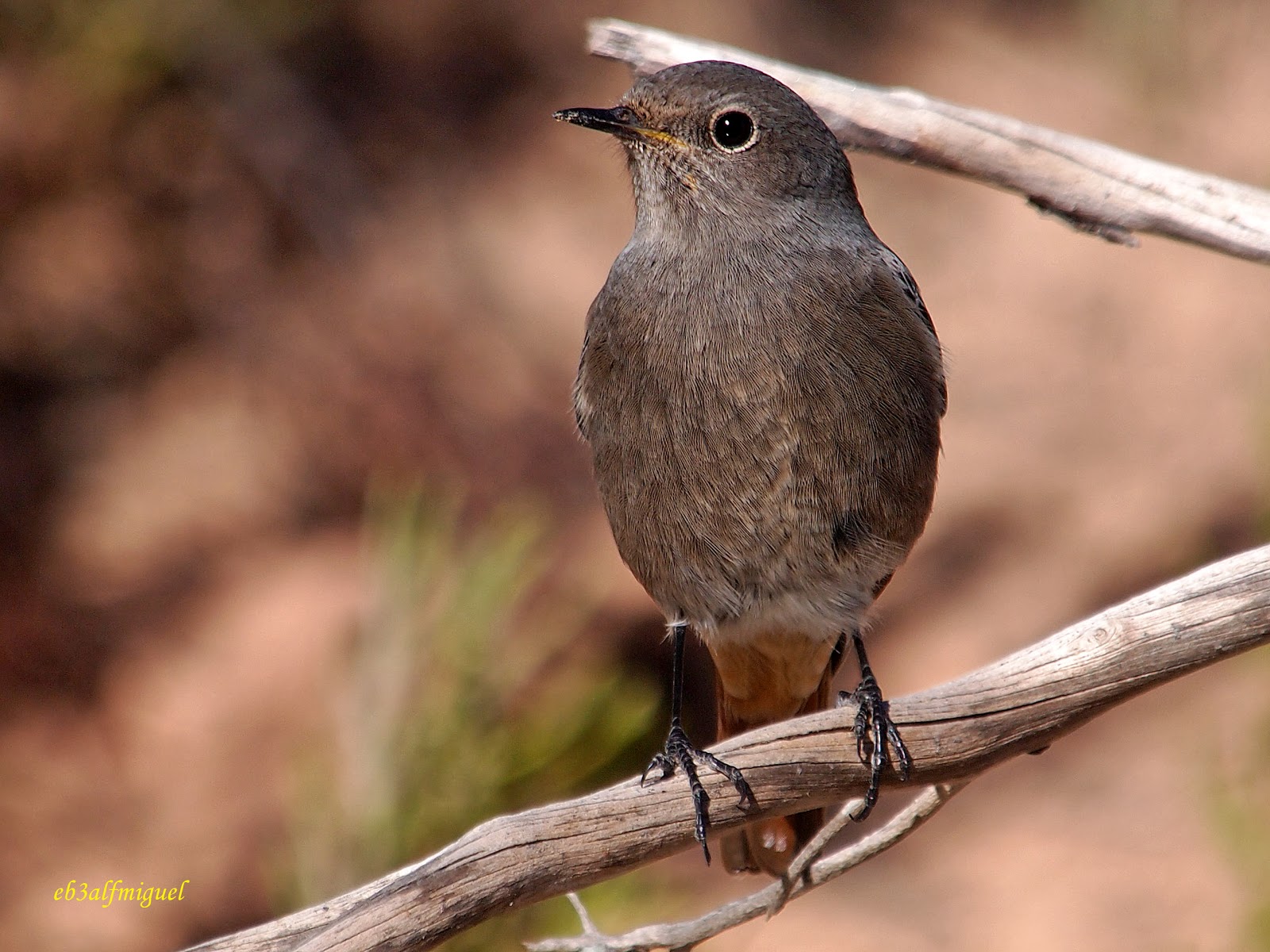 Miguel fotografia: Colirrojo tizón (Phoenicurus ochruros)