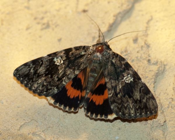At the Cabin: Grand Moth
