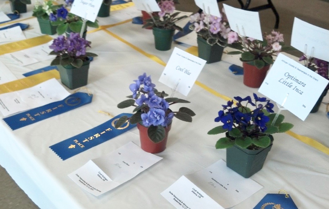 Sacramento Digs Gardening: African violet show brings spring indoors