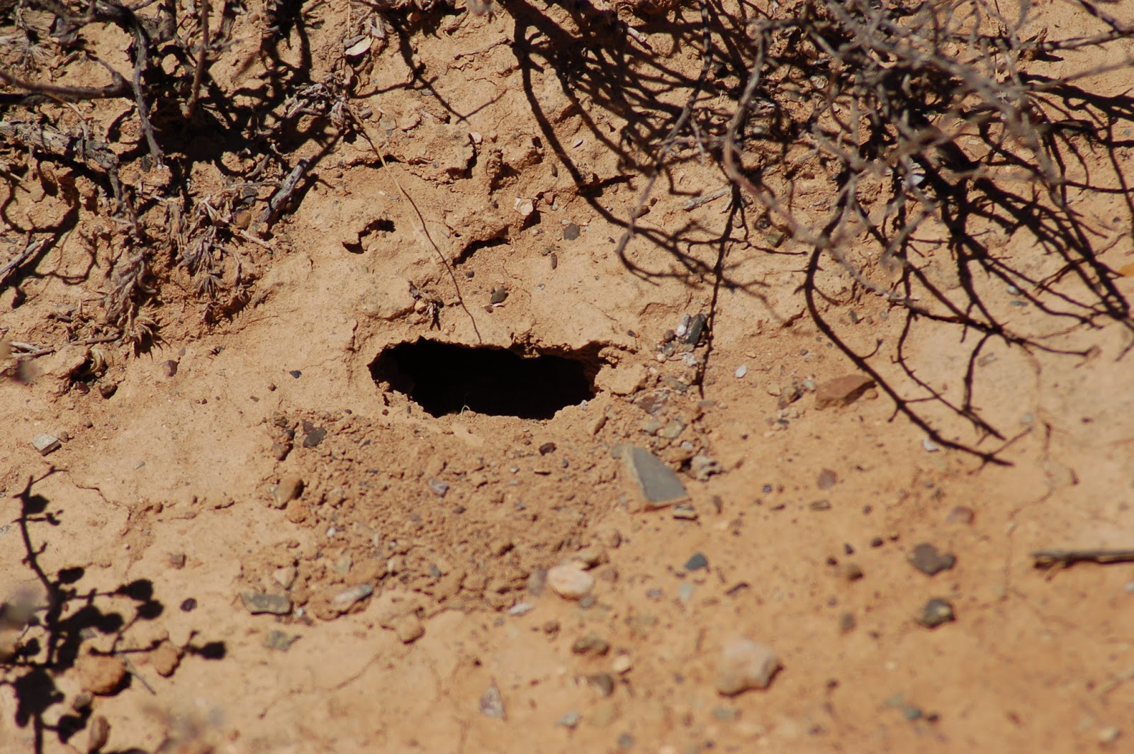Karoo BioGaps Project: BioGaps Scorpions Fieldtrip