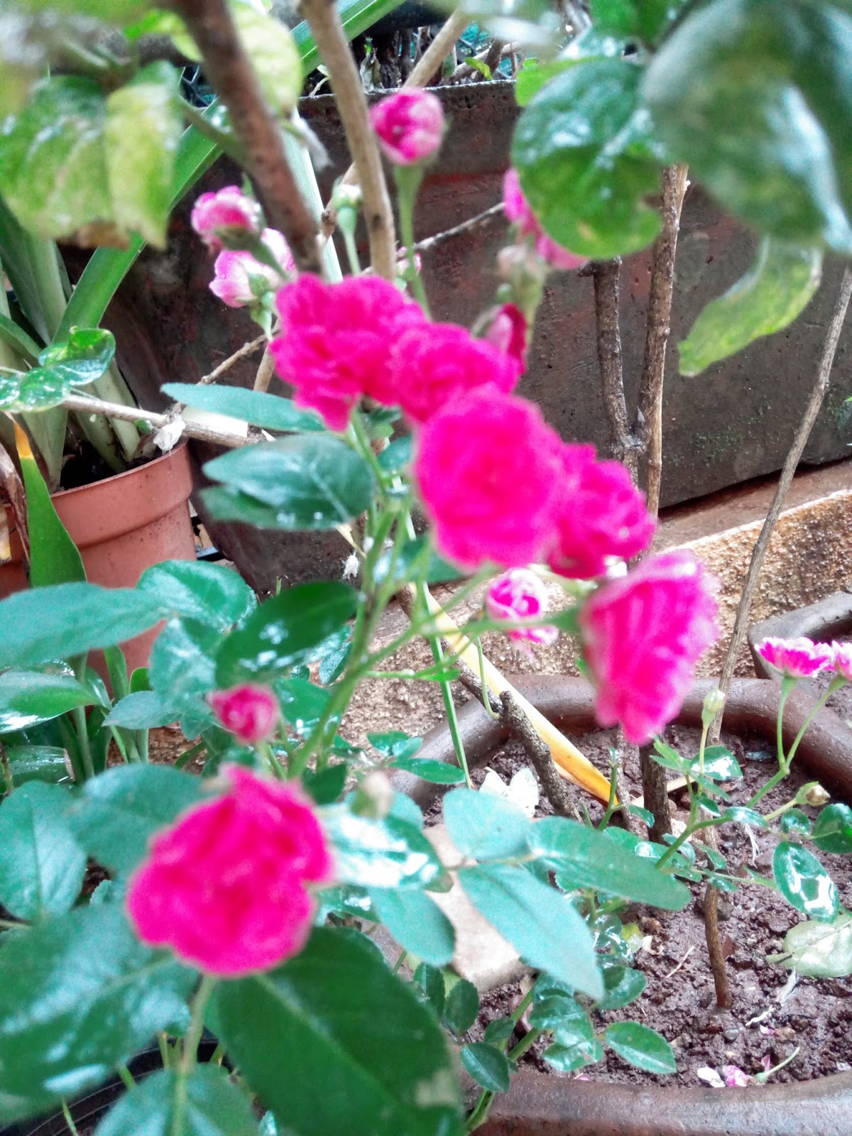 Garden Care Simplified: Button roses and special care for Button rose ...