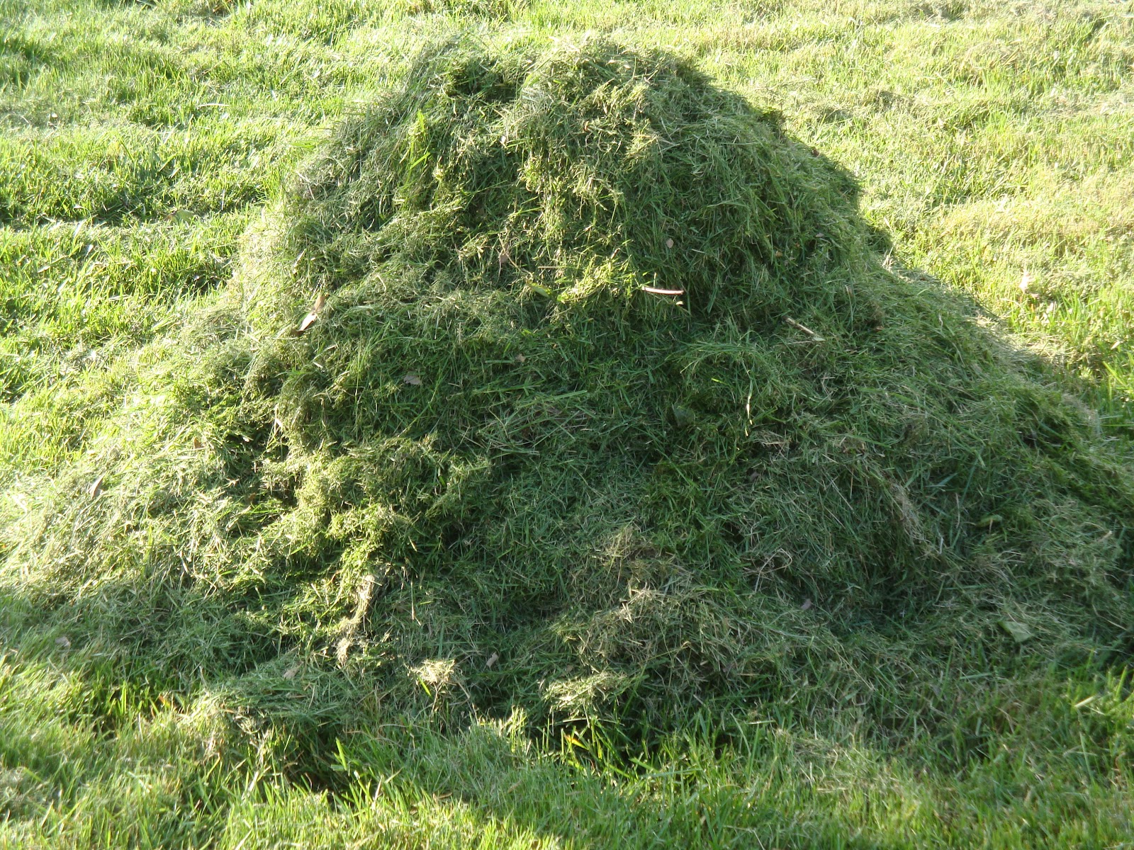 This Years Love: 14 Mounds of grass on the lawn