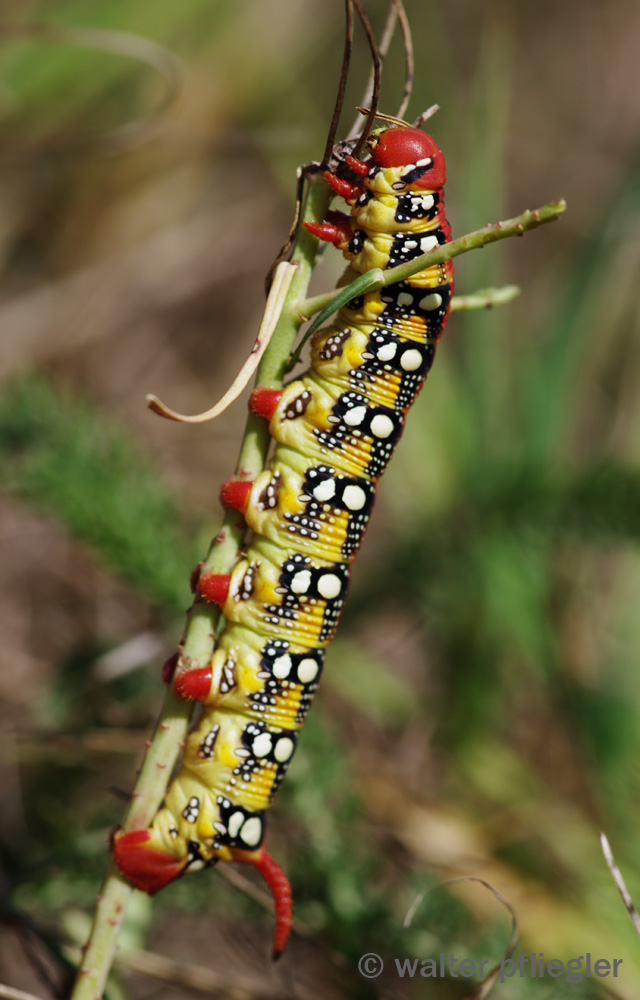 Nature photos from an Amateur Naturalist: Bugac-Puszta, Hungary (Bugac ...