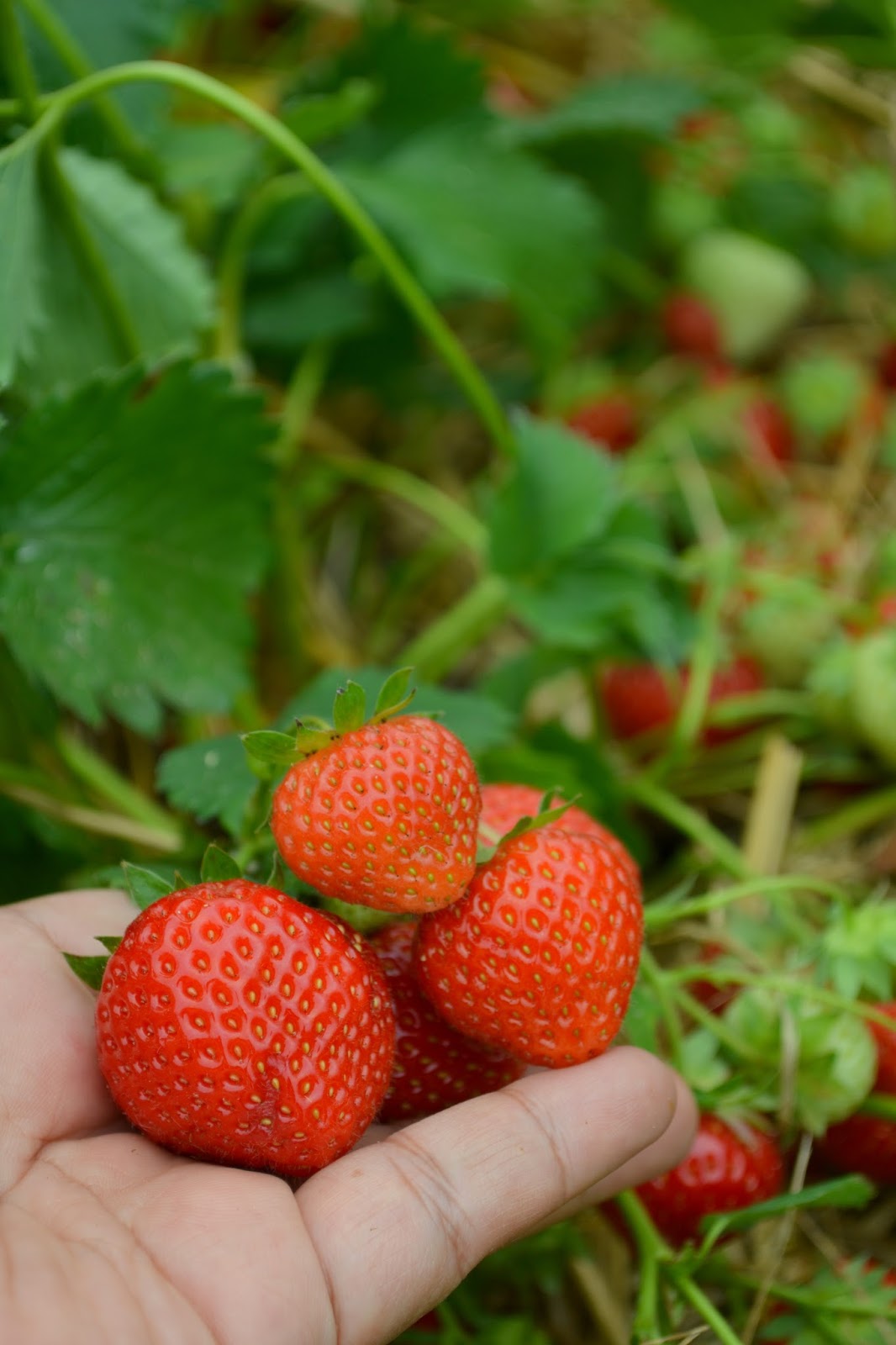 Strawberry Picking Di Rectory Farm Oxford London. - Dapur Kak Noor