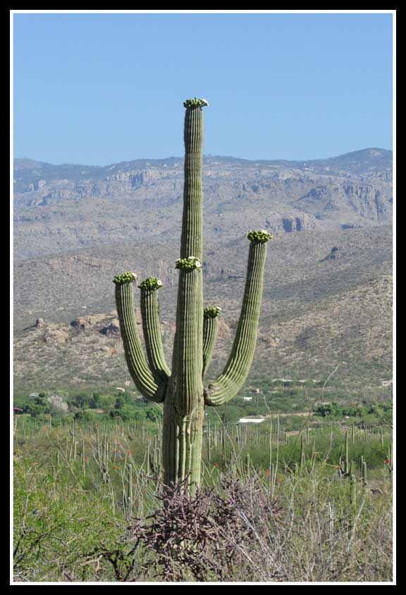 Enjoy The Journey: Saguaros in Bloom