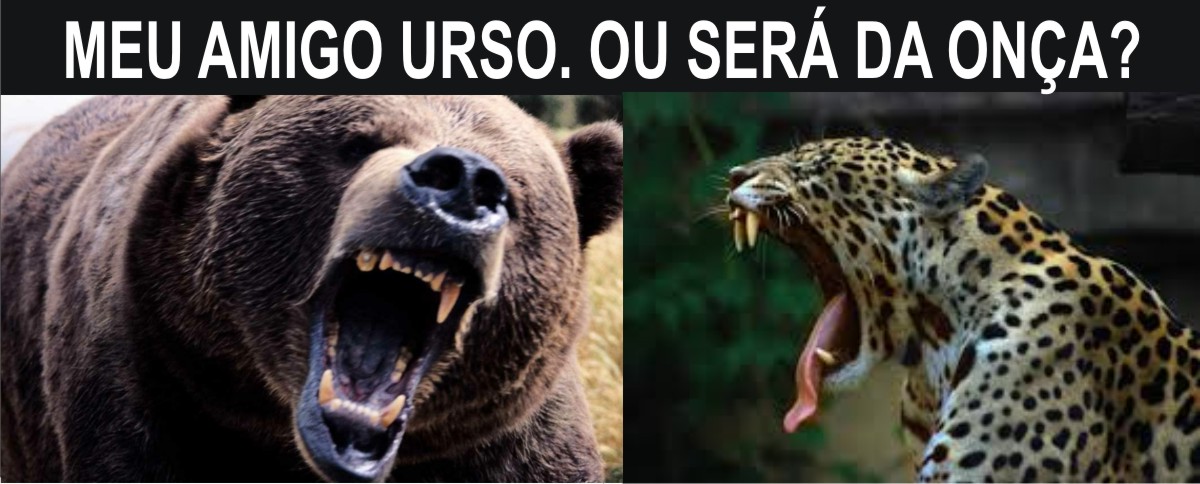 Amigo Urso ou Amigo da Onça