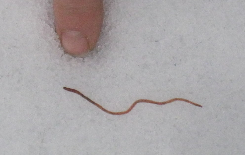 11Science: januari 2012