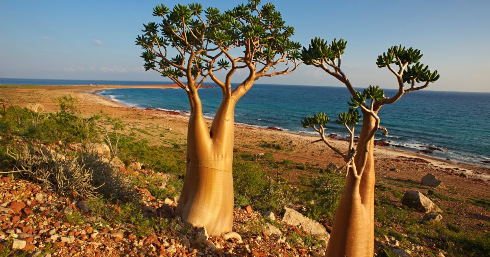 Socotra(Suqutra)- the perfect happiness island