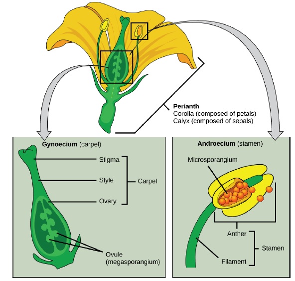 BIOLOGI GONZAGA: ANGIOSPERMAE - GYMNOSPERMAE