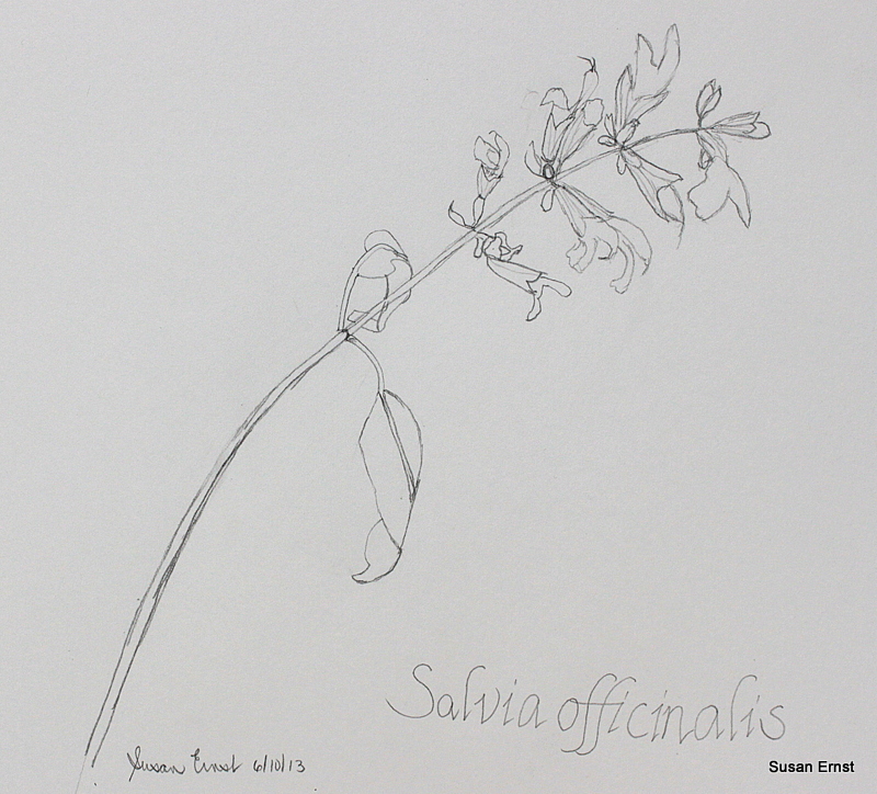 Honeysuckle Cottage and Wisteria Studio: Garden Sage - Flower Drawing 12