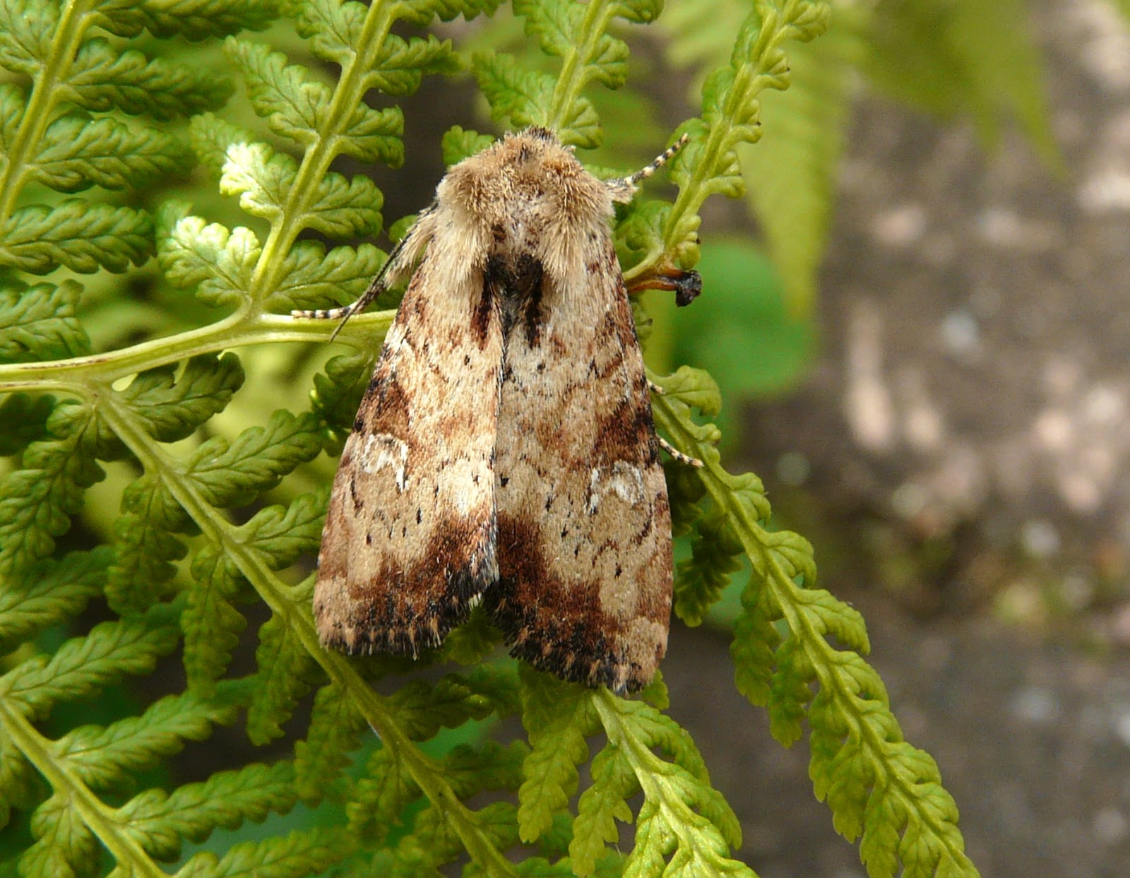 birdingexmouth: Northern Spinach, Two-spotted Neb and Plum Fruit Moth