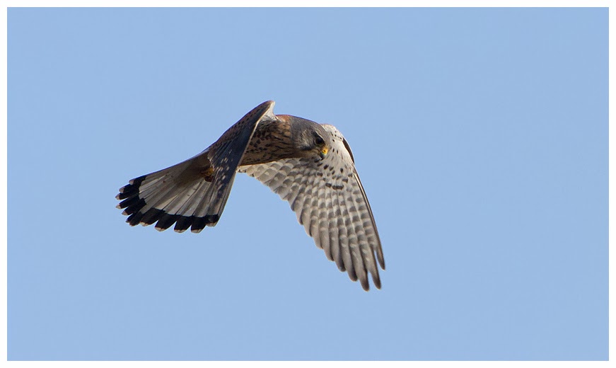 Pete's Birding Blog: A Sprawk, Kestrel and Hawfinch Hunting