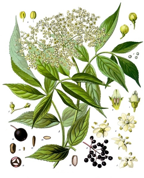 Varázslatos gyógynövények - Herbs of magic: Sambucus nigra L. - Fekete ...