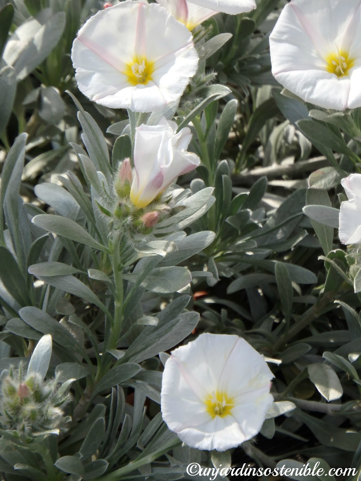 Convolvulus cneorum (Convólvulo, Campanilla, Convólvulo plateado etc.)
