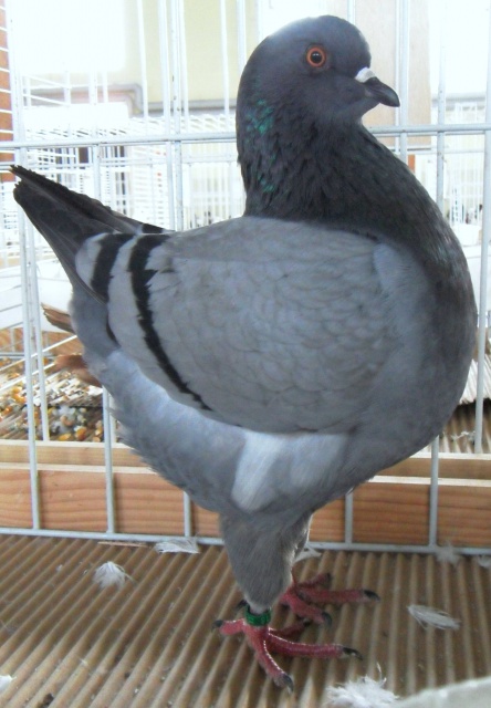 King Pigeons - Pigeons fall