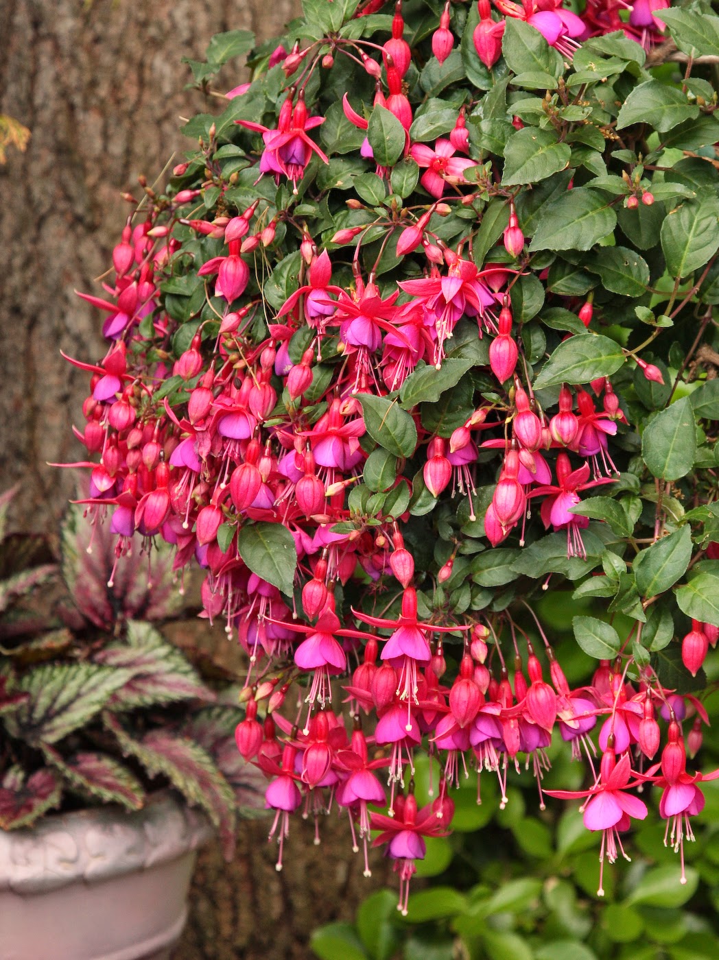 Fortnam Gardens: At Long Last