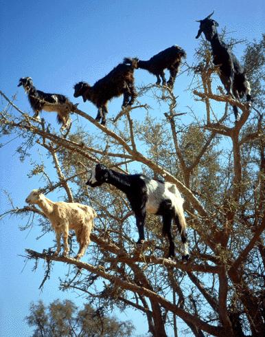 Why Goats Went On Tree In Morocco? - Really Amazing And Strange | Most ...
