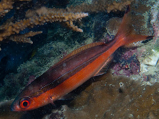 IKAN LAUT ASLI INDONESIA: Pisang-pisang