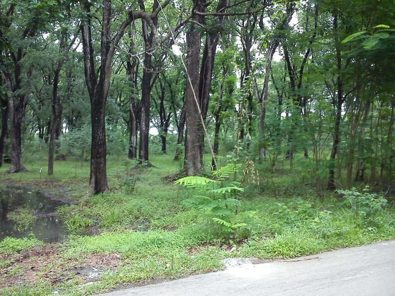 Pengertian Hutan Lindung Beserta Jenis dan Manfaatnya - Batik Honest