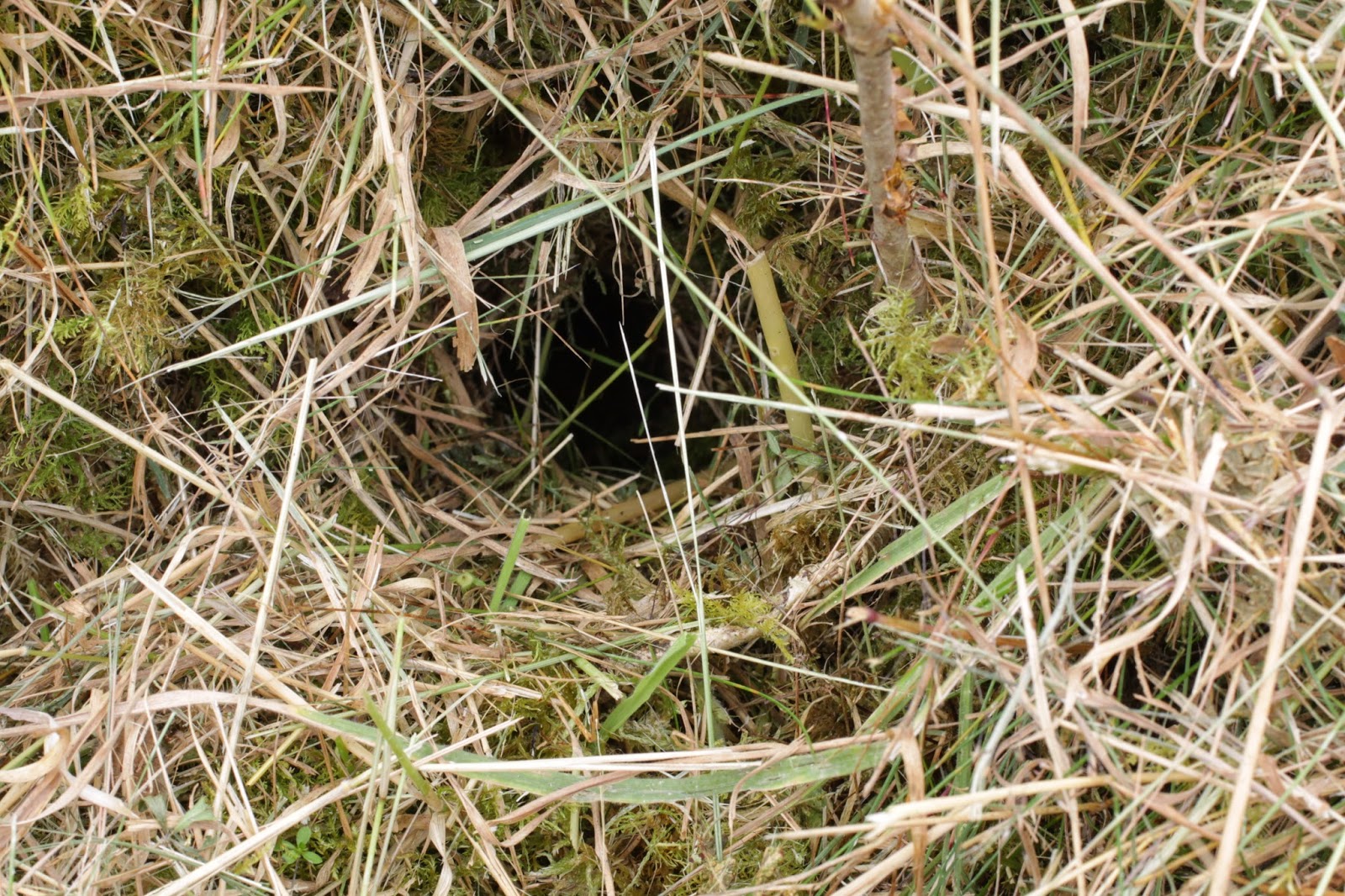 Wildlife on a Skye Croft: August 2014