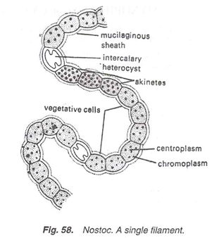 www.scienceexamtopic.com: Information of Nostoc alagae